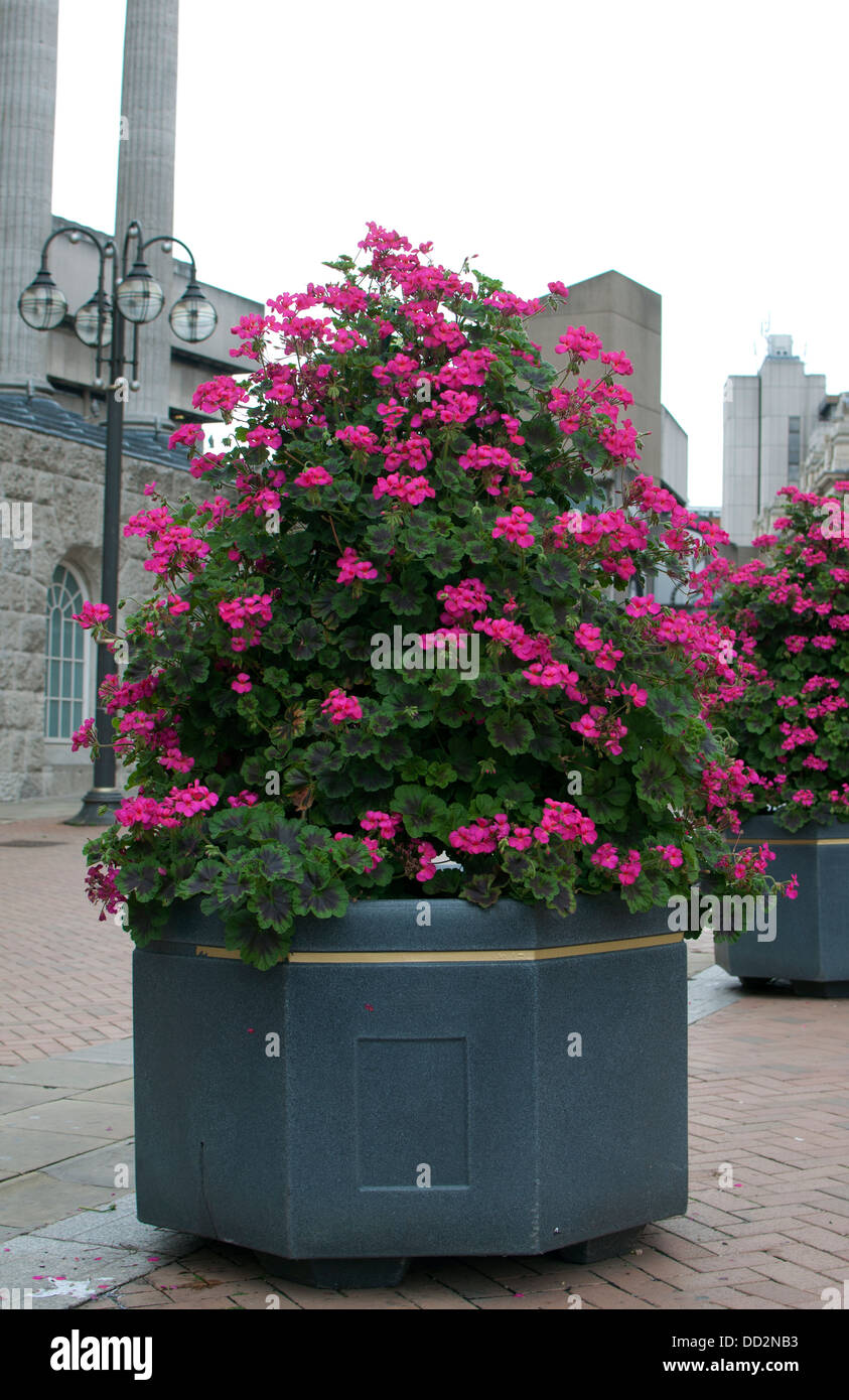 Container with geraniums, Victoria Square, Birmingham, UK Stock Photo ...