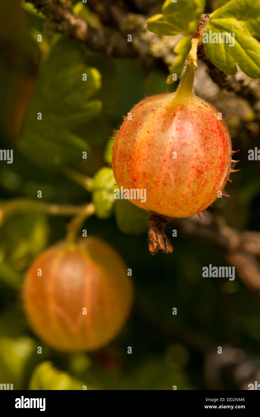 Fruit of red gooseberry Stock Photo - Alamy