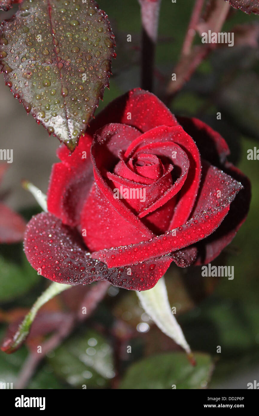 Pink and Red velvet rose after mist Stock Photo - Alamy