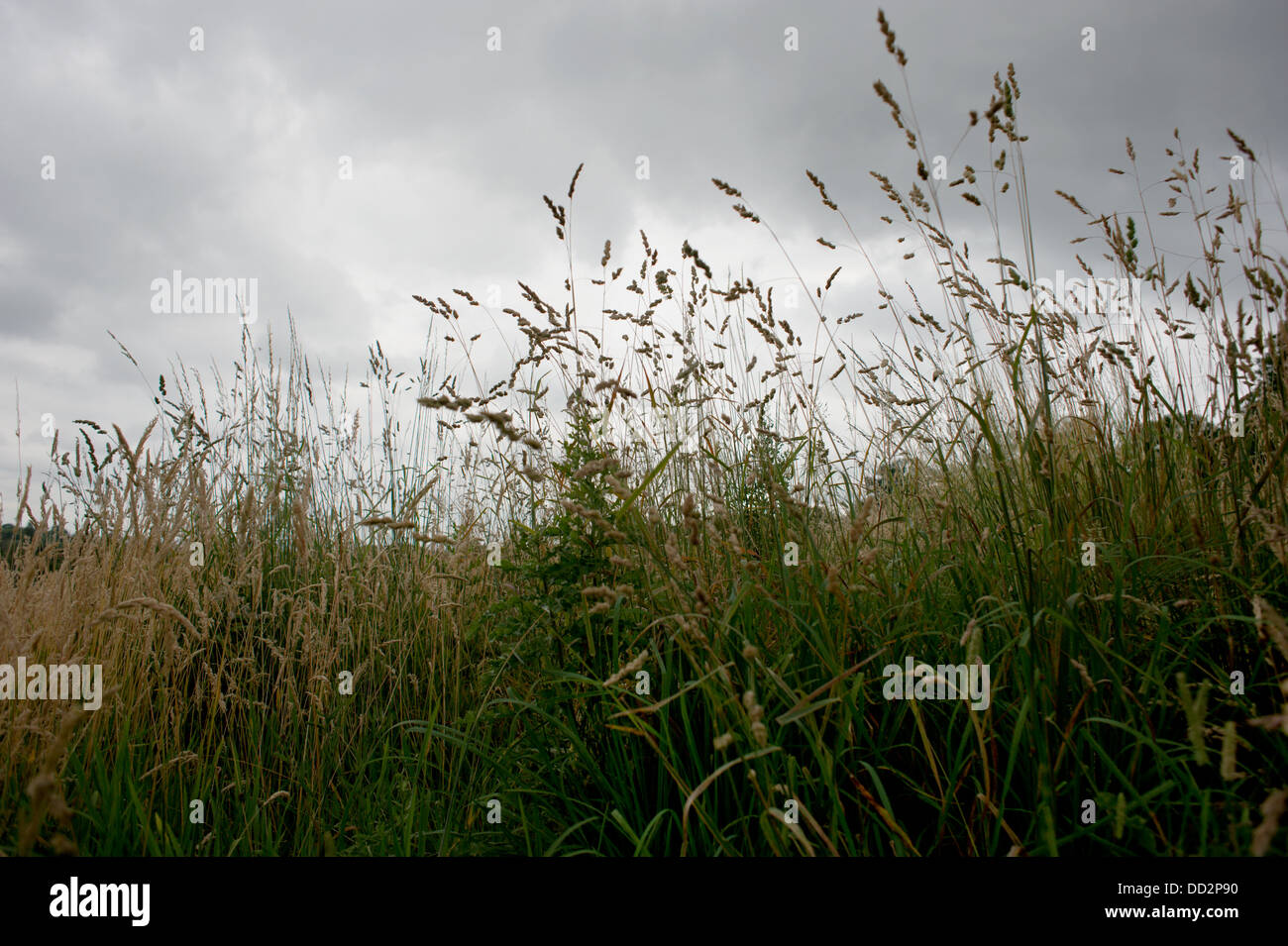 Tall grass blowing in the wind on a cloudy day Stock Photo - Alamy