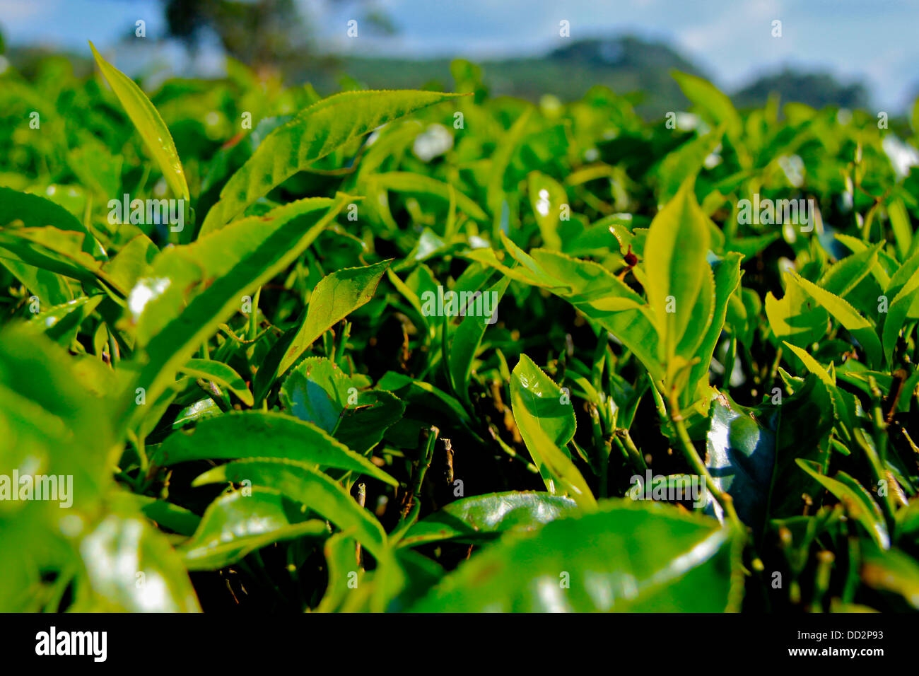 Close up photograph of tea leaves in tea plantation, Uganda Stock Photo ...