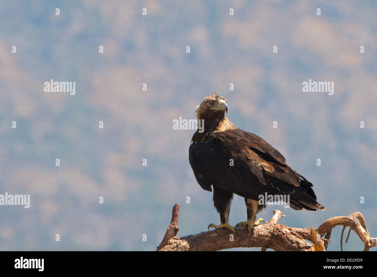 Male Spanish Imperial Eagle (Aquila adalberti) perched in a tree near ...