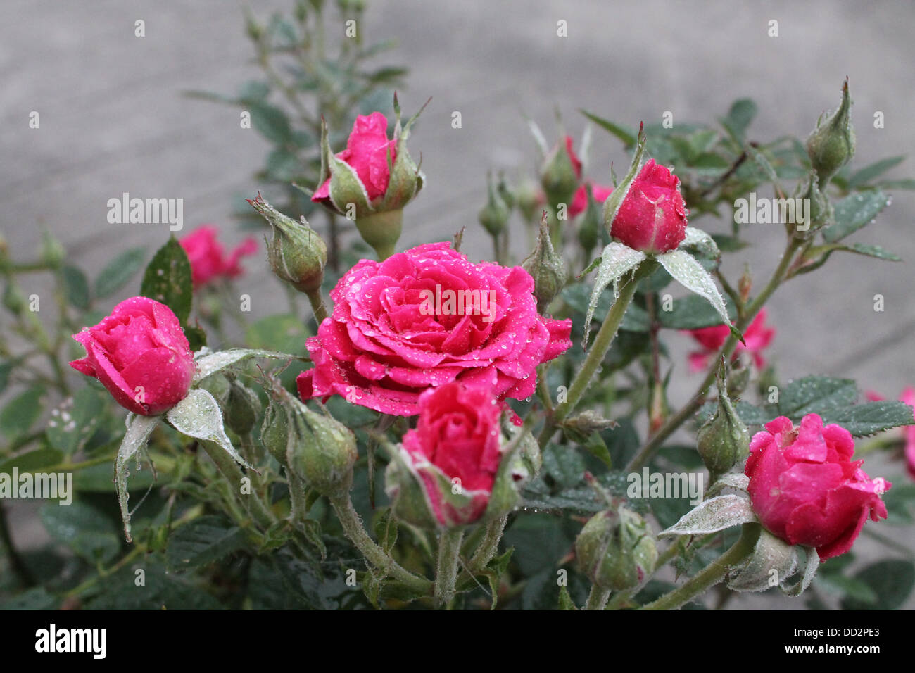 Velvet rose hi-res stock photography and images - Alamy