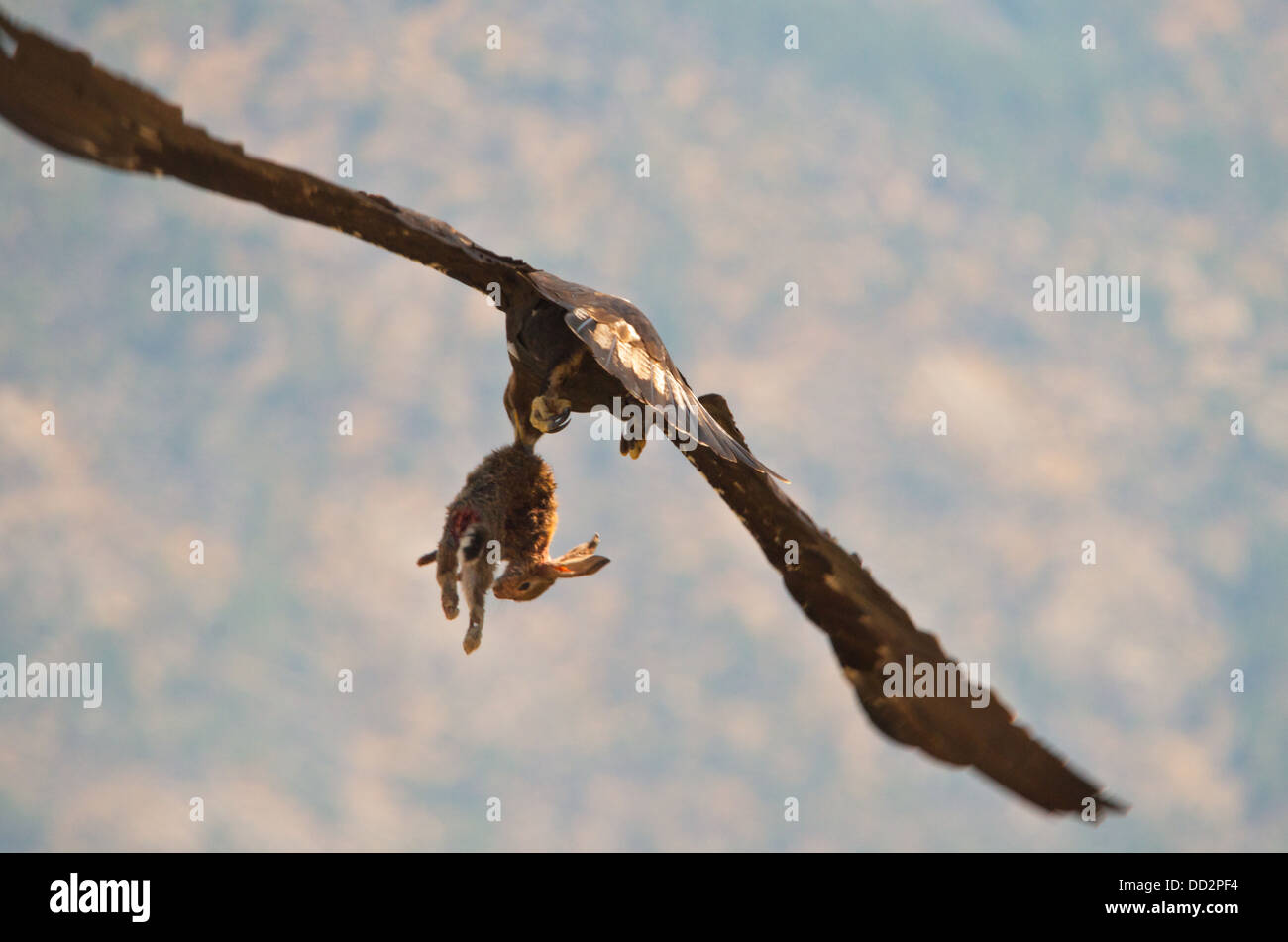 Spanish Imperial Eagle (Aquila adalberti) carrying in its talons a dead ...