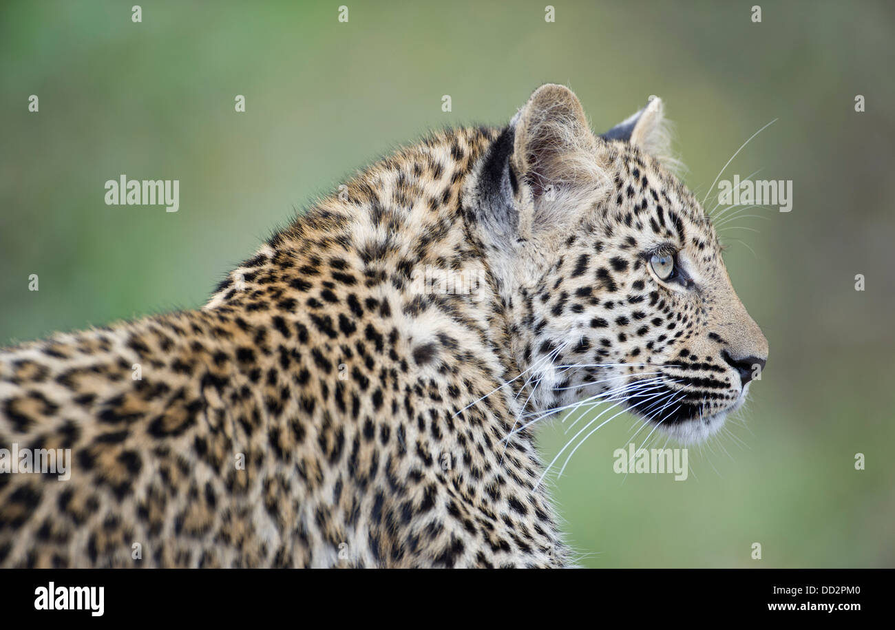 profile of young leopard, portrait in daylight Stock Photo - Alamy
