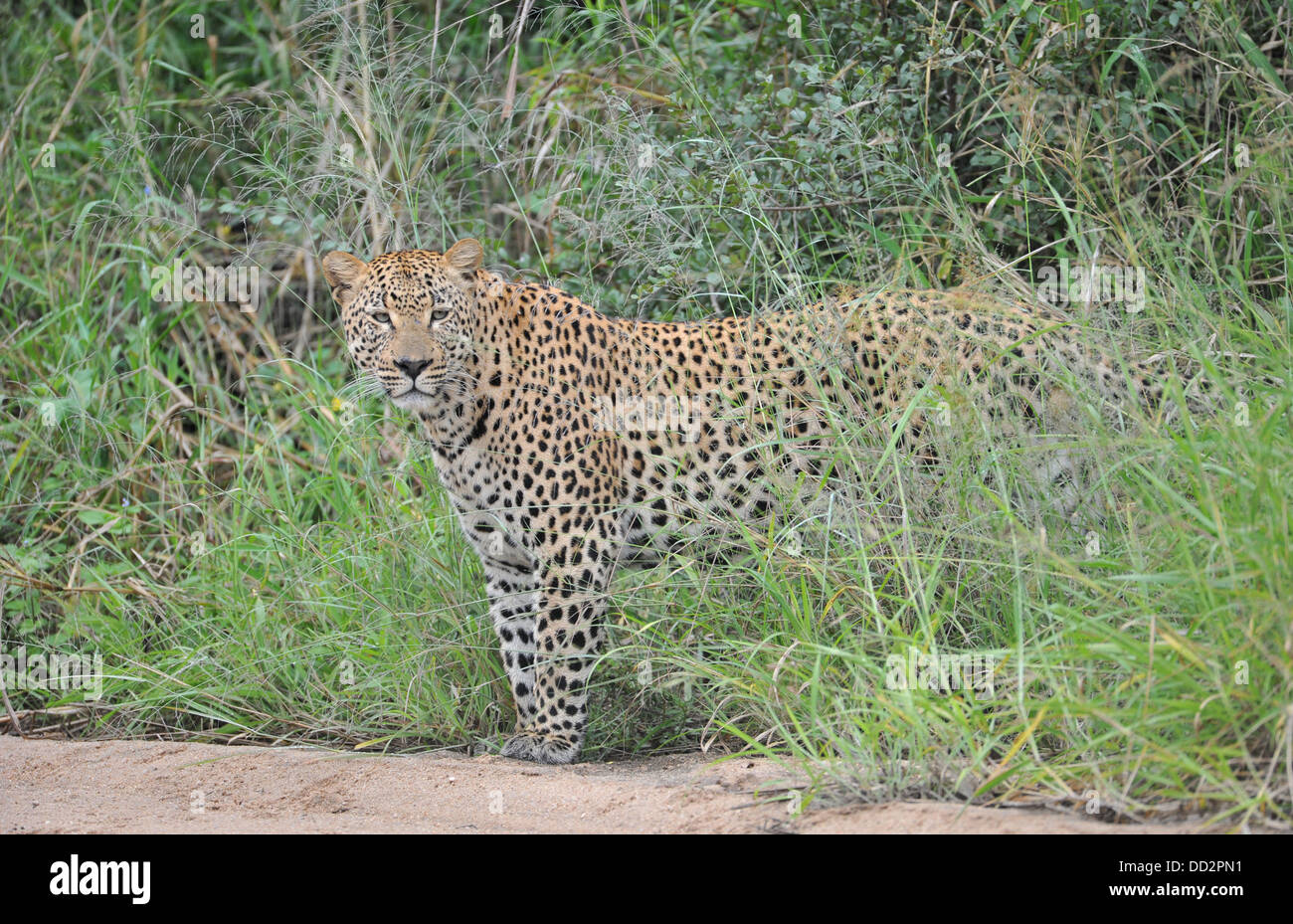 Adult male leopard hi-res stock photography and images - Alamy