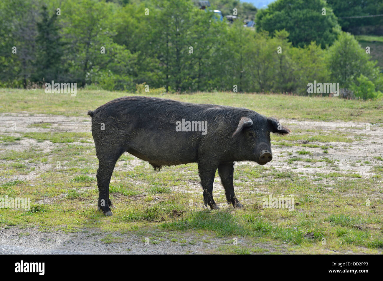 Wild pig france hi-res stock photography and images - Alamy