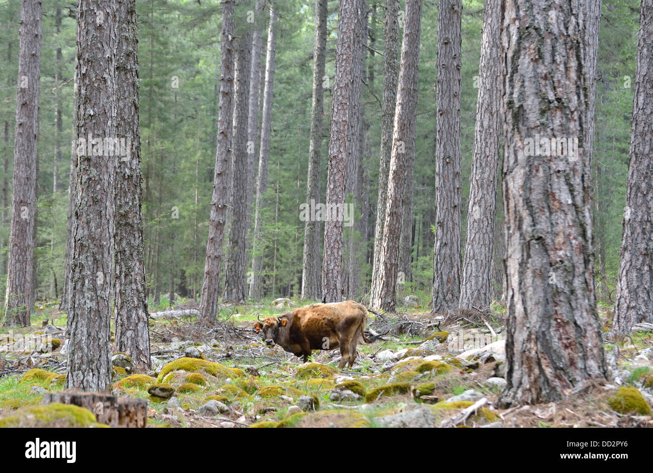 Yellow Pine Forest Animals