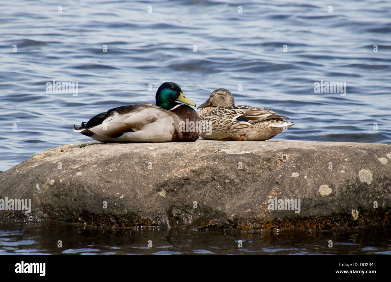 duck on the lake Stock Photo - Alamy