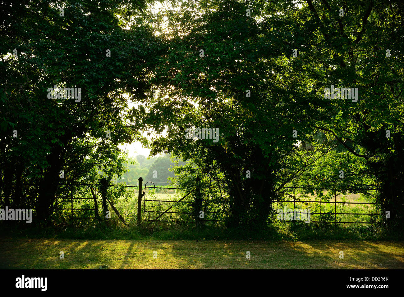 Early evening sunshine hi-res stock photography and images - Alamy