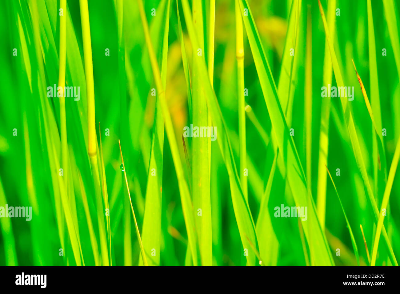 Long term grass hi-res stock photography and images - Alamy