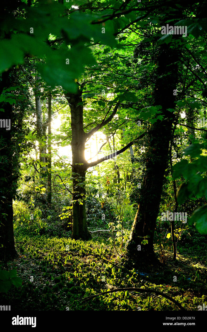Early evening sun shining through the trees Stock Photo - Alamy
