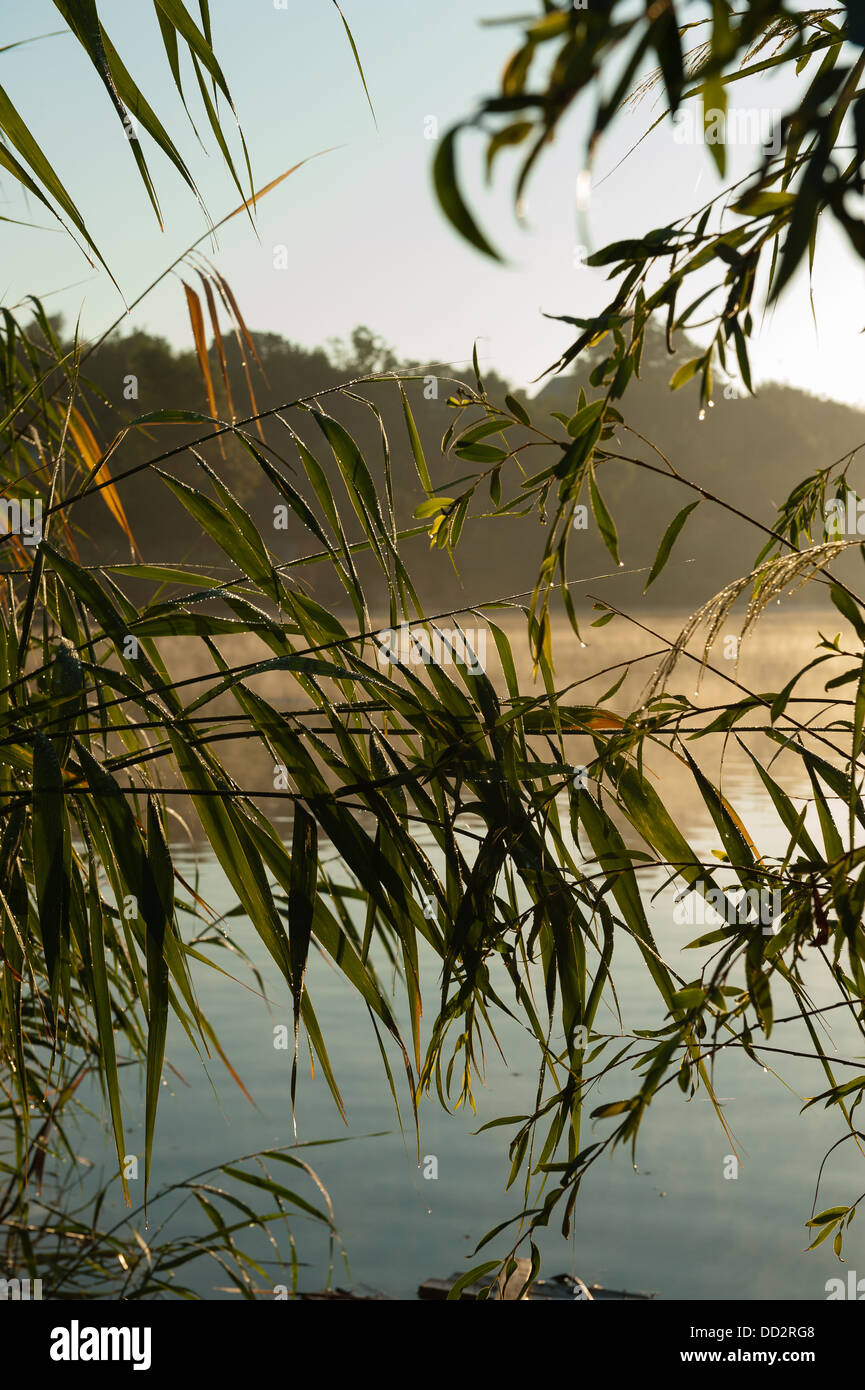 Reed leaves over river Stock Photo - Alamy