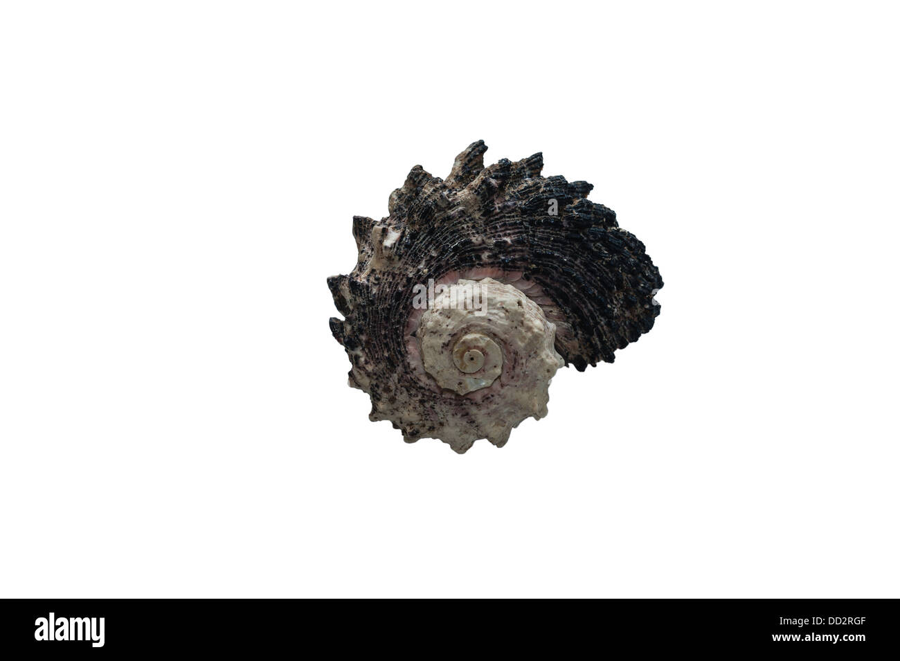 Beautiful shell cutout hi-res stock photography and images - Alamy