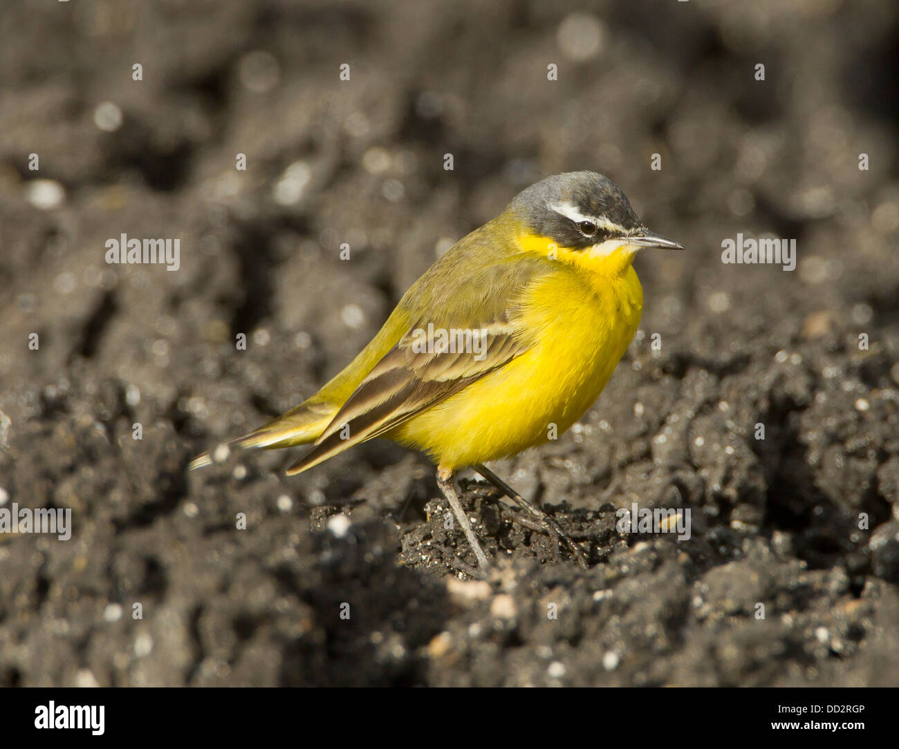 Paphos april hi-res stock photography and images - Alamy