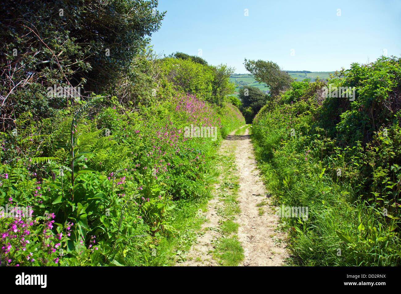English country lane in spring hi-res stock photography and images - Alamy