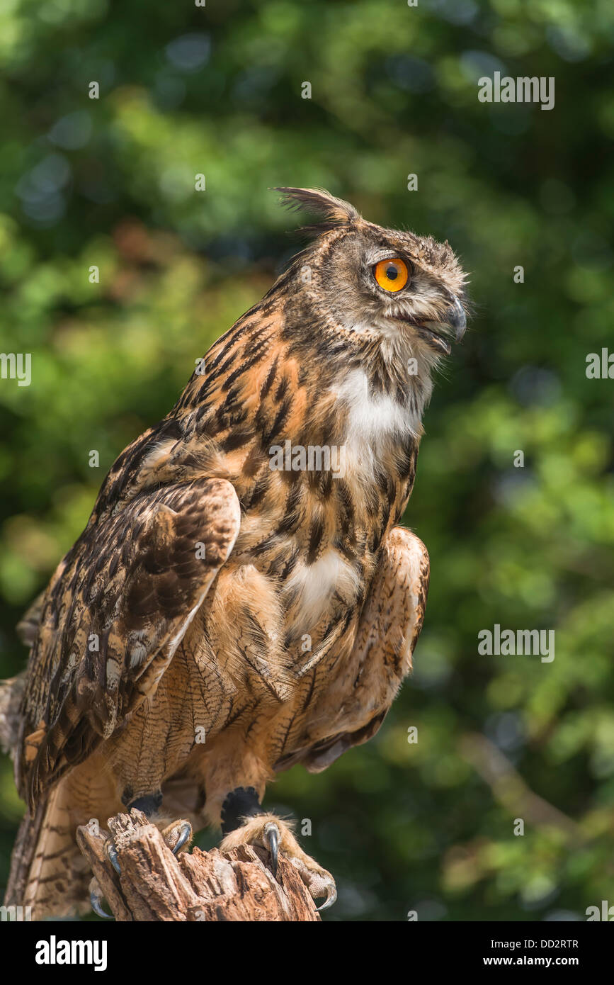Budo hi-res stock photography and images - Alamy