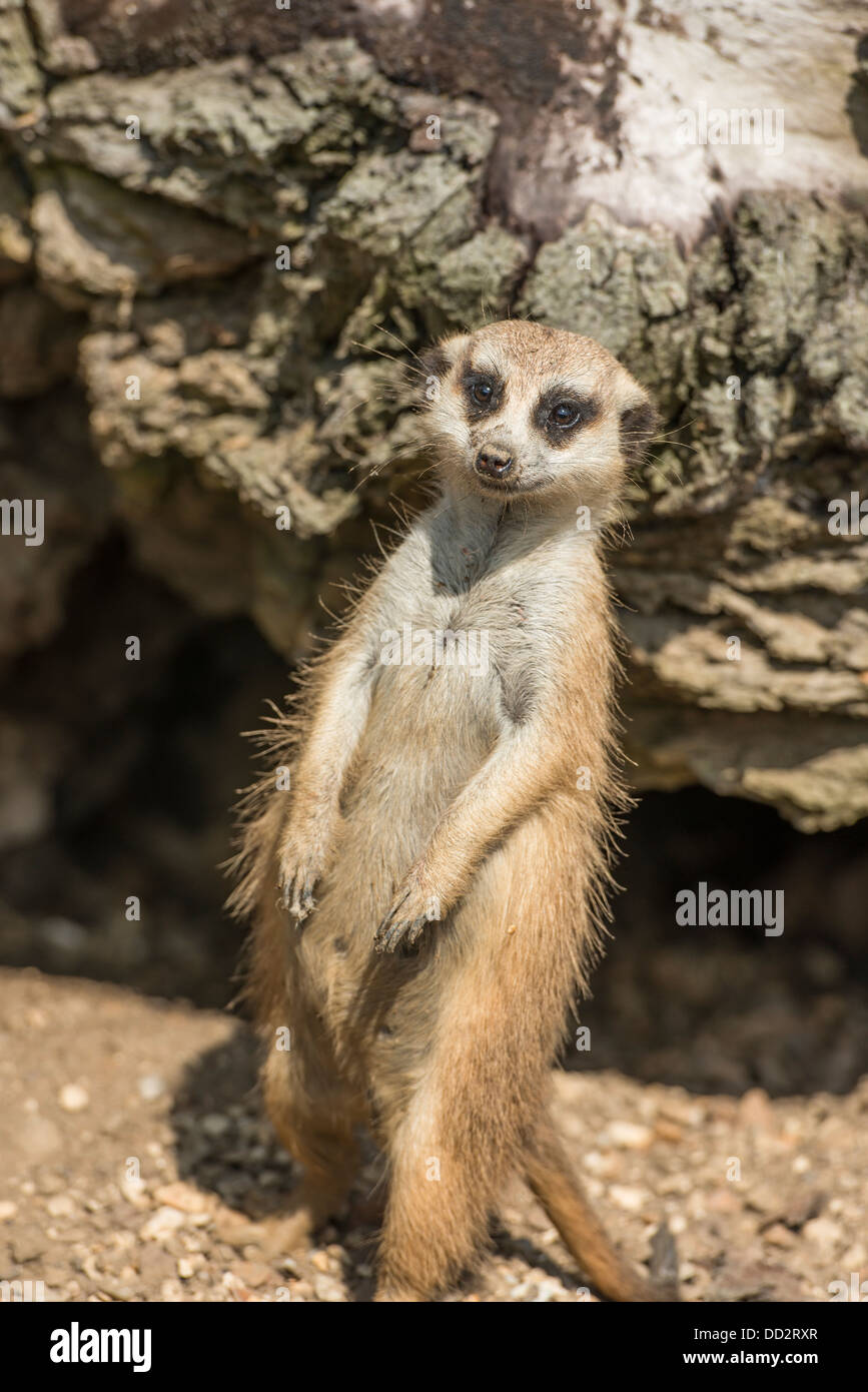 A meerkat (Suricata suricatta) standing on it's on its hind legs Stock ...