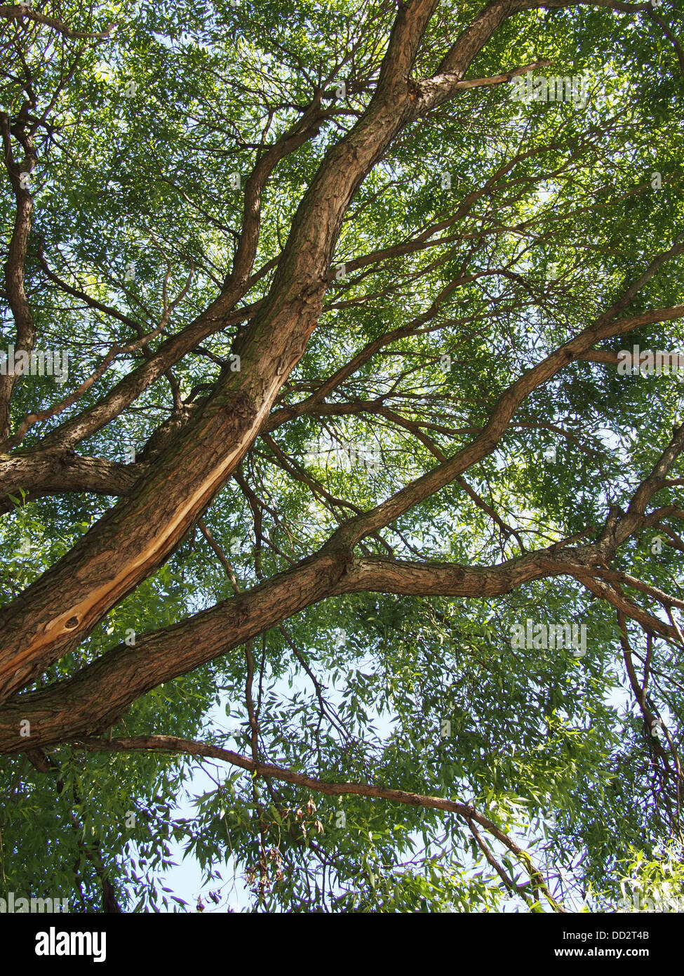 trunk of the tree Stock Photo - Alamy