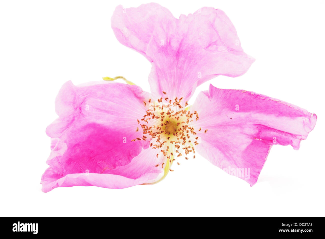 Pink wild rose bush Cut Out Stock Images & Pictures - Alamy