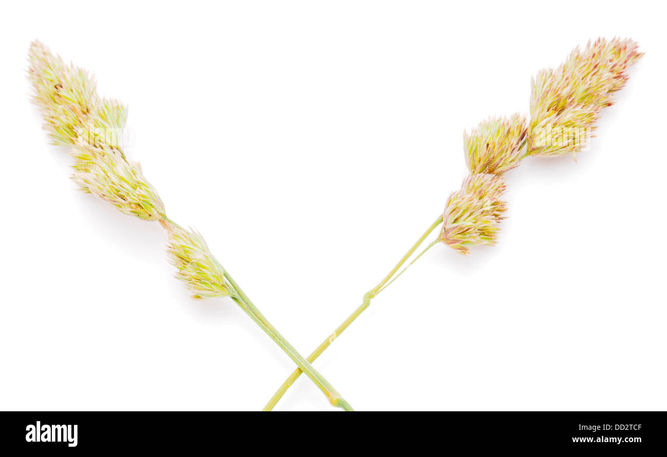 Rough cocksfoot hi-res stock photography and images - Alamy