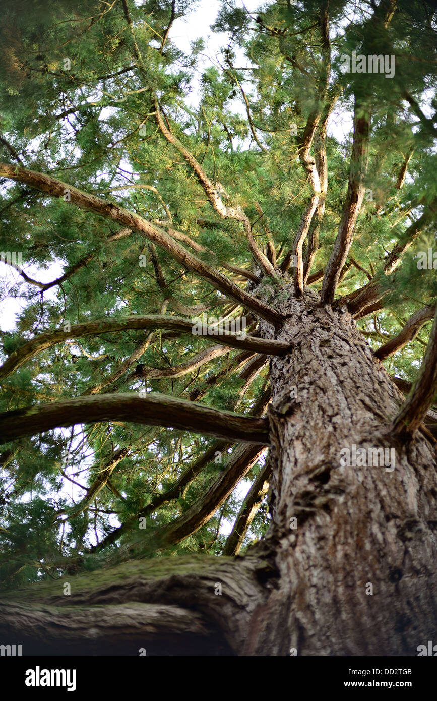 Large trunk hi-res stock photography and images - Alamy