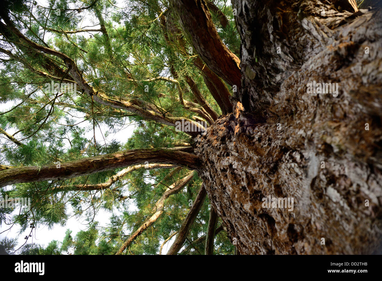 Large trees hi-res stock photography and images - Alamy