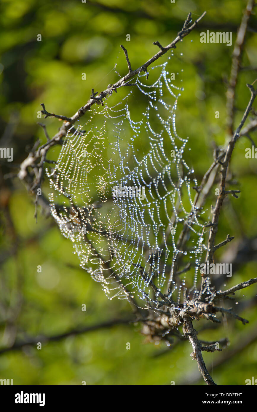Spider web covered in dew drops, Asco Valley, Corsica, France Stock ...