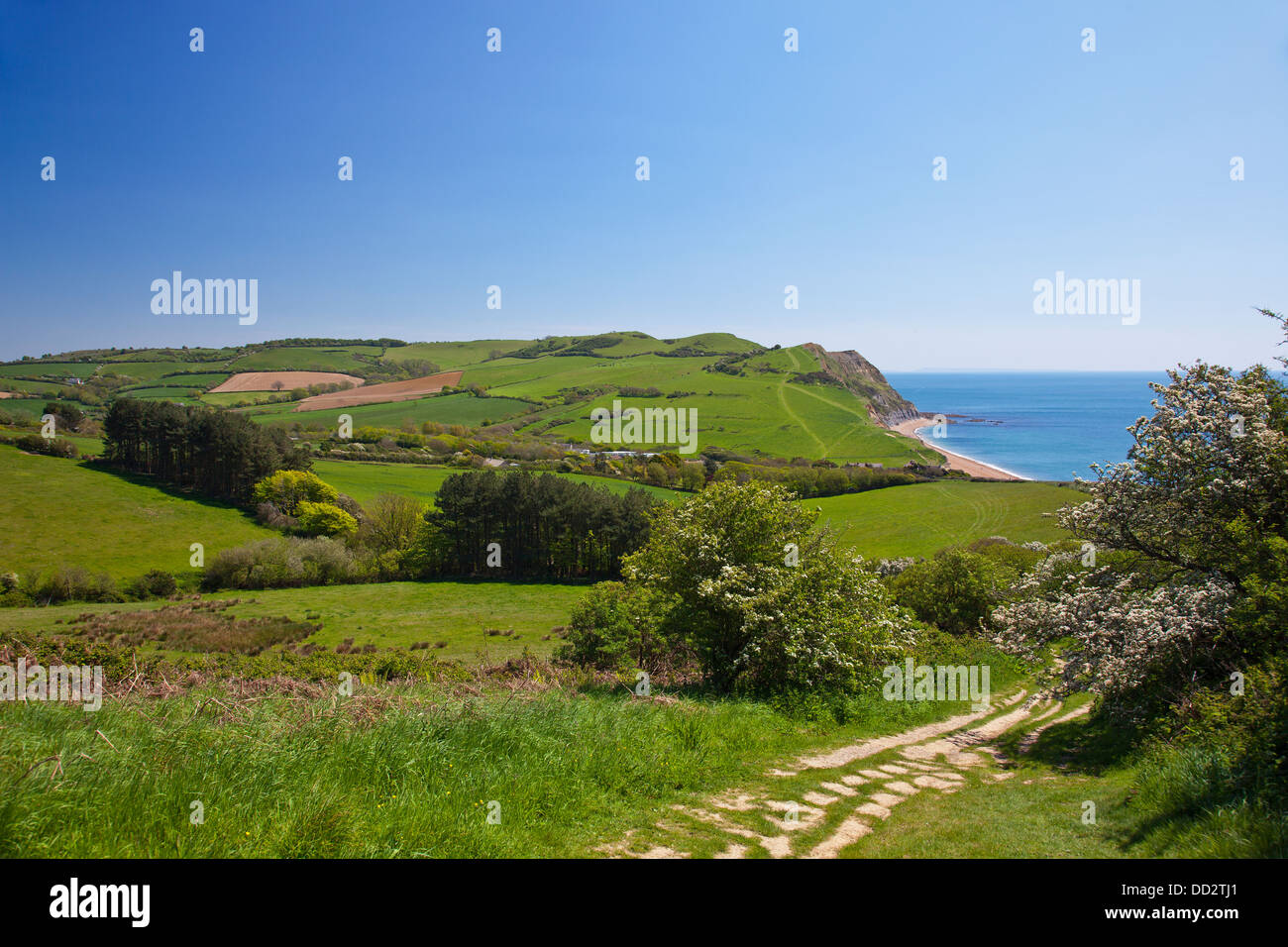 The SW Coastal Path below Golden Cap near Seatown in Dorset, England ...