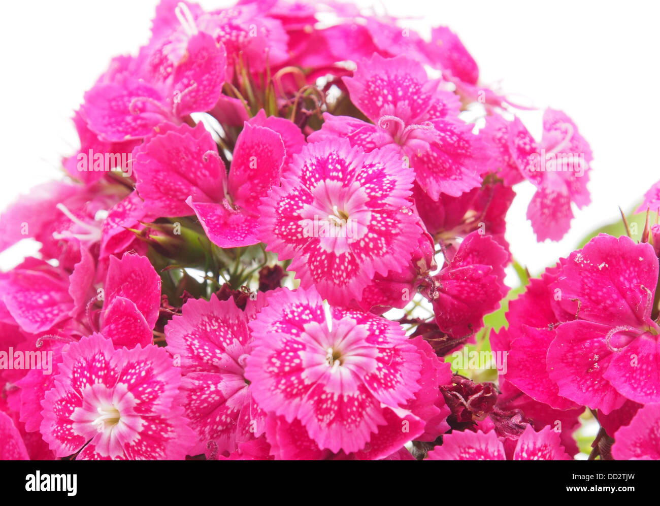 Carnation on white background Stock Photo - Alamy