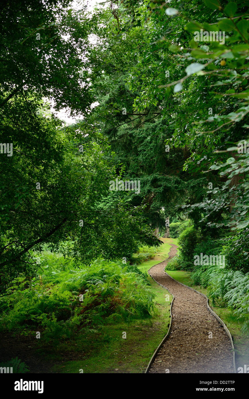 Early evening sun shining through the trees Stock Photo - Alamy