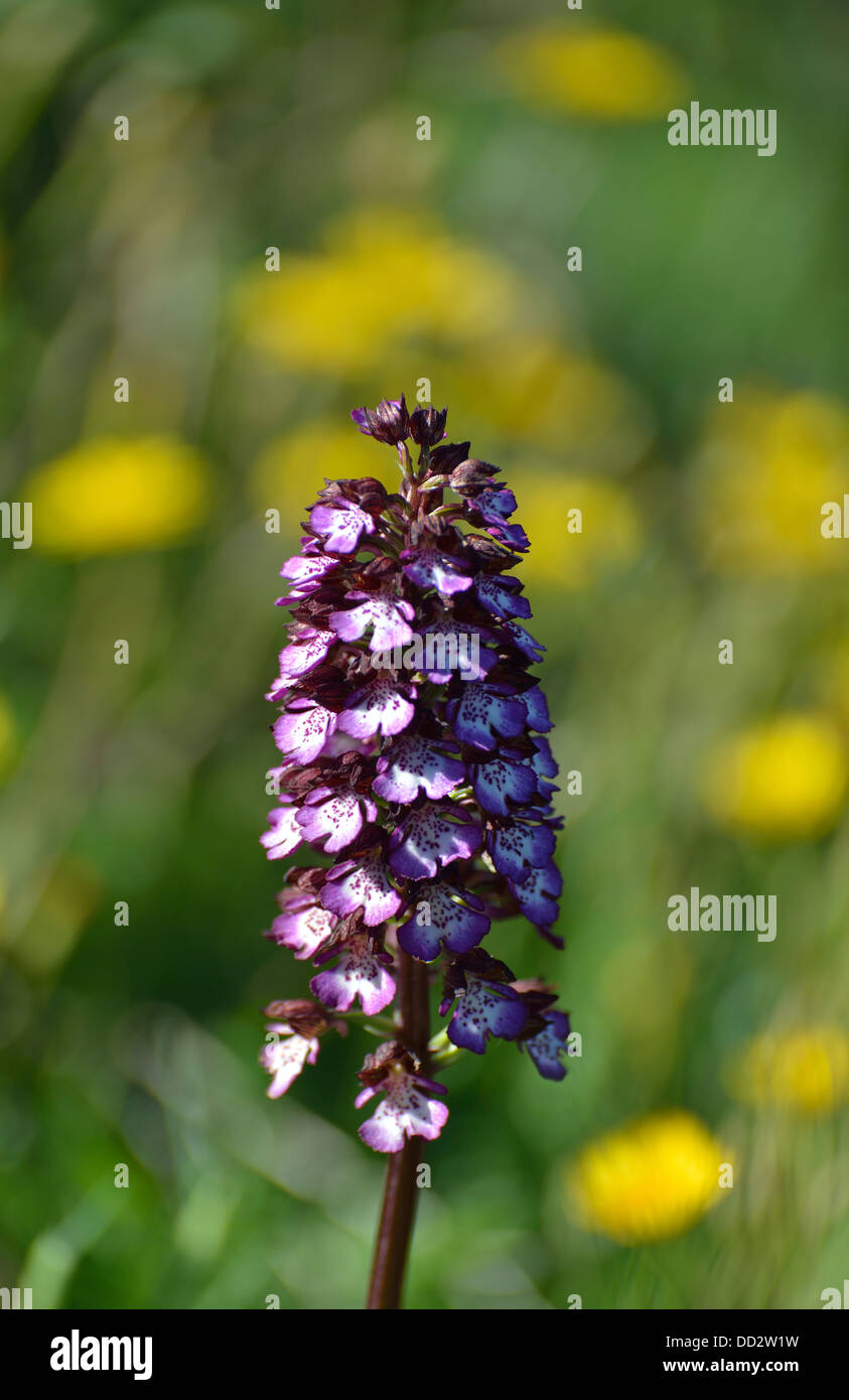 Orchid, Le Boziu region, Corsica, France Stock Photo - Alamy