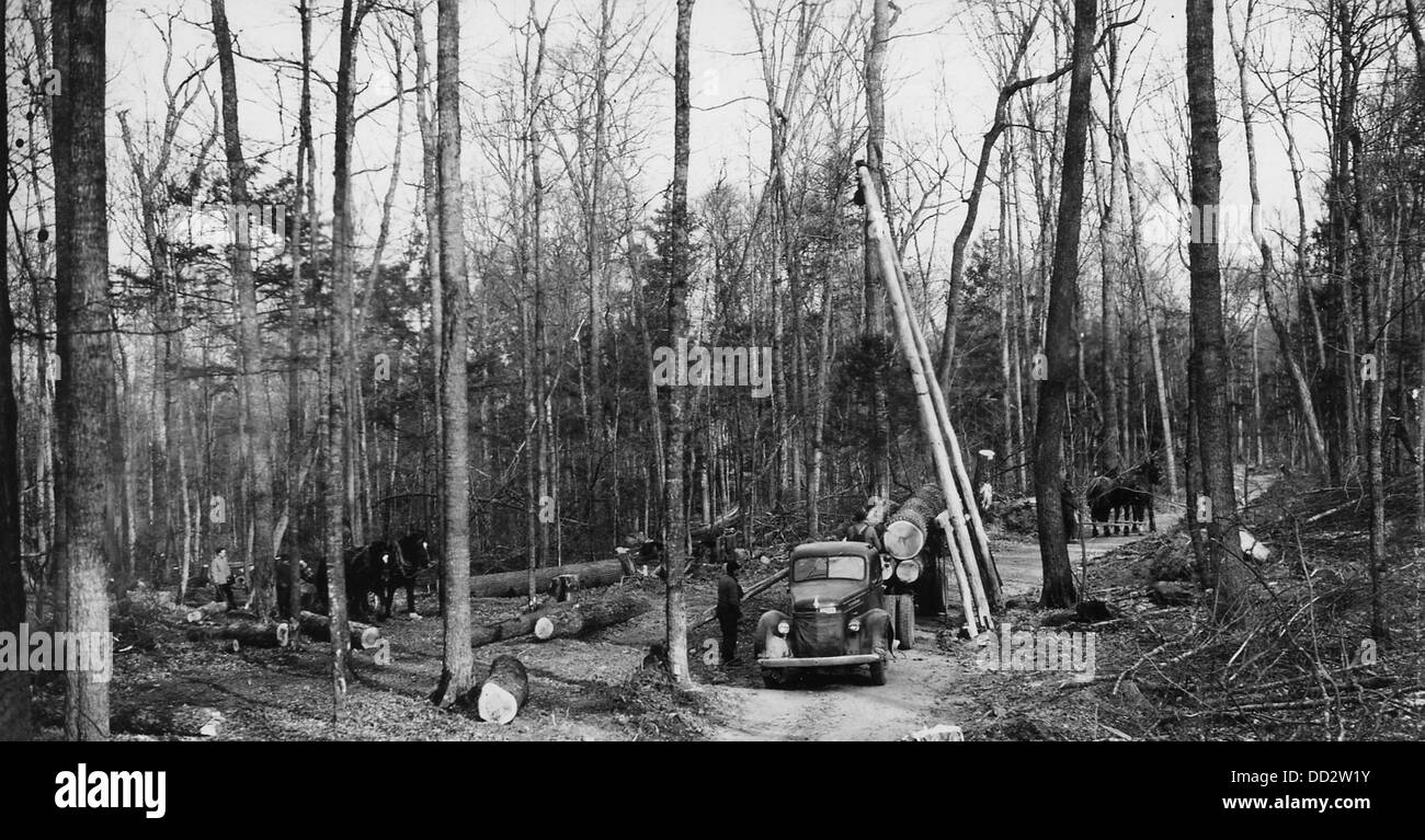 The process of loading hardwood logs, possibly at a sawmill or timber ...