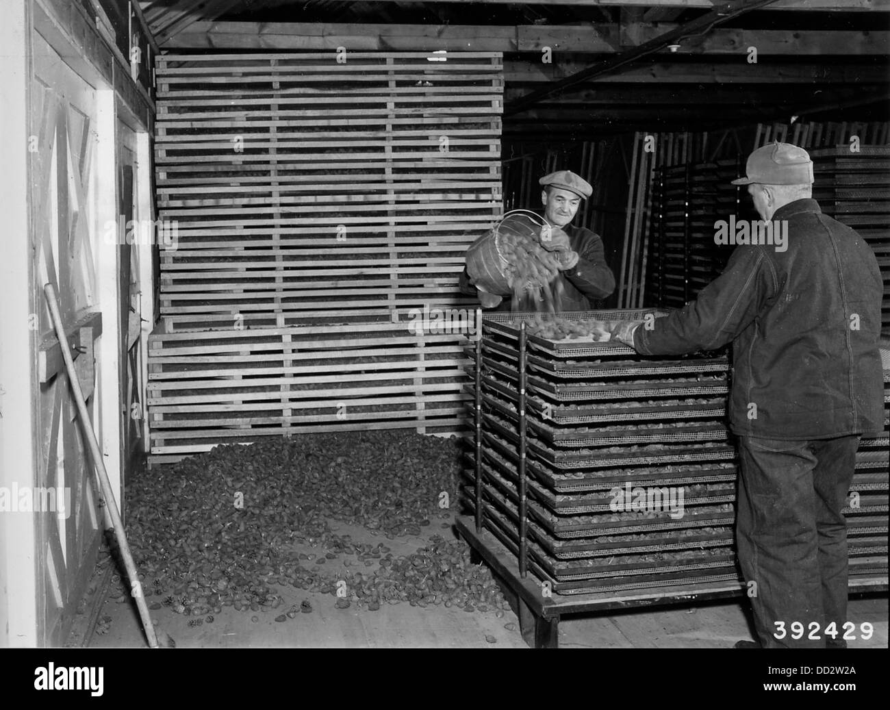 This image shows the loading of cone trays into the cone shed, an ...