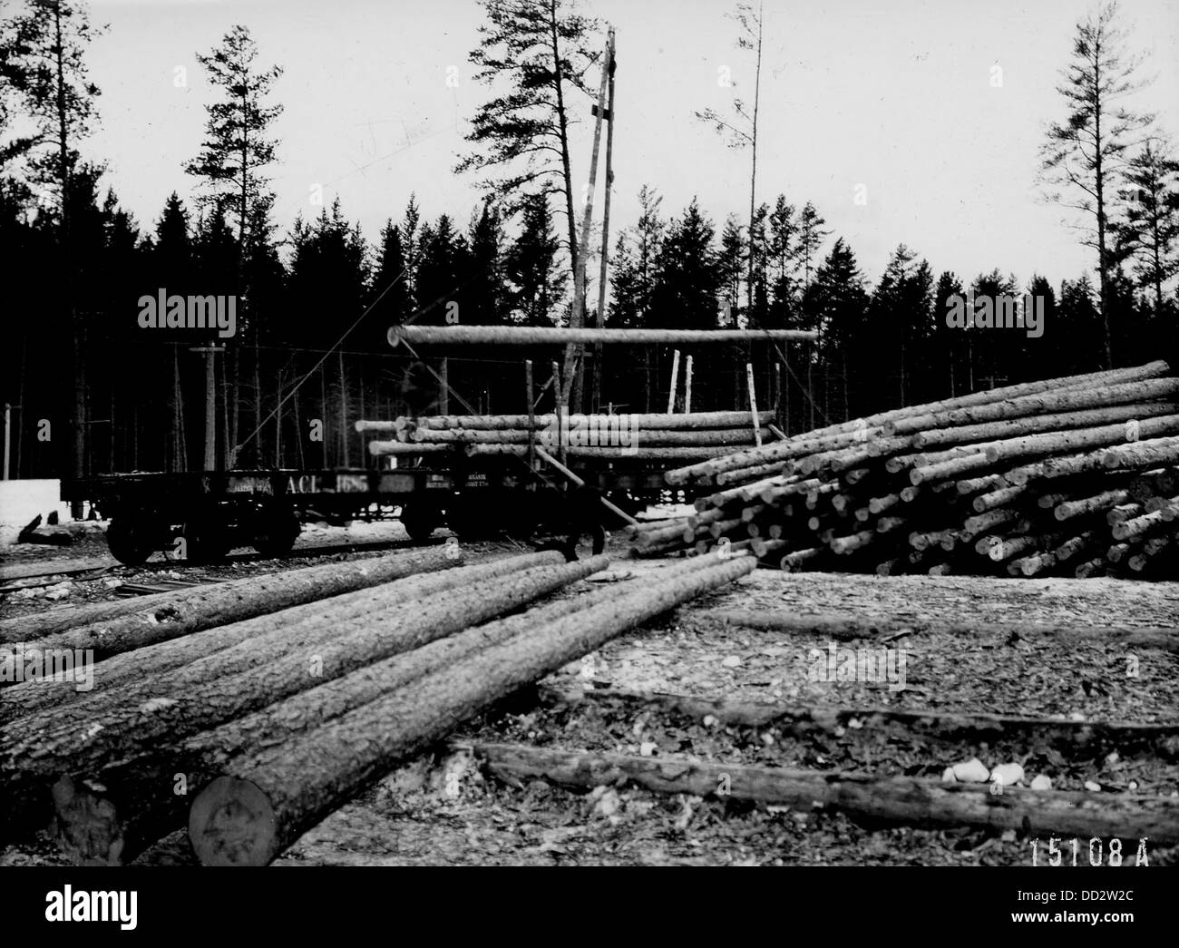 The image shows piles of Norway Pine cut and loaded for transport. This ...