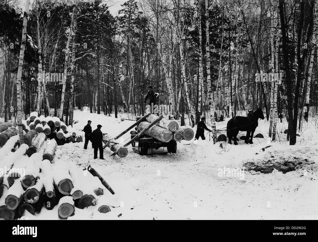 Workers are shown loading logs onto a transport vehicle, highlighting ...
