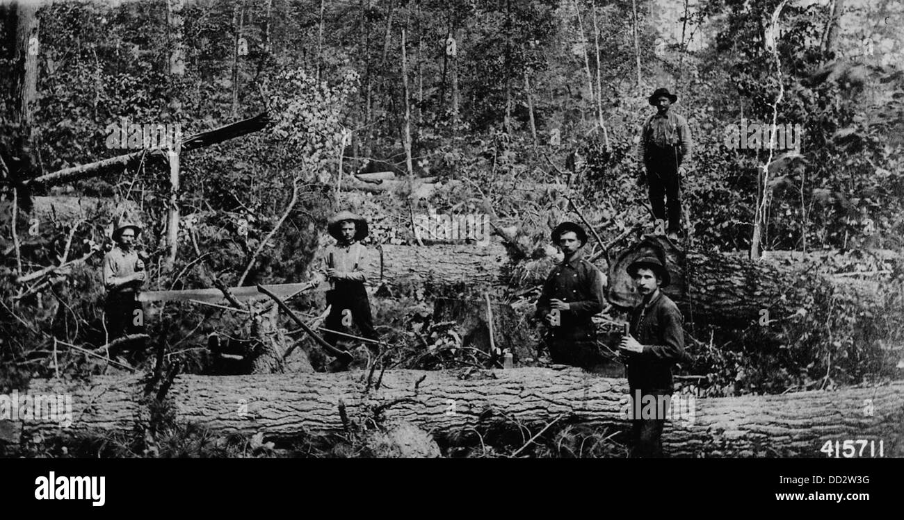 A logging scene capturing the activity of timber harvesting. This image ...