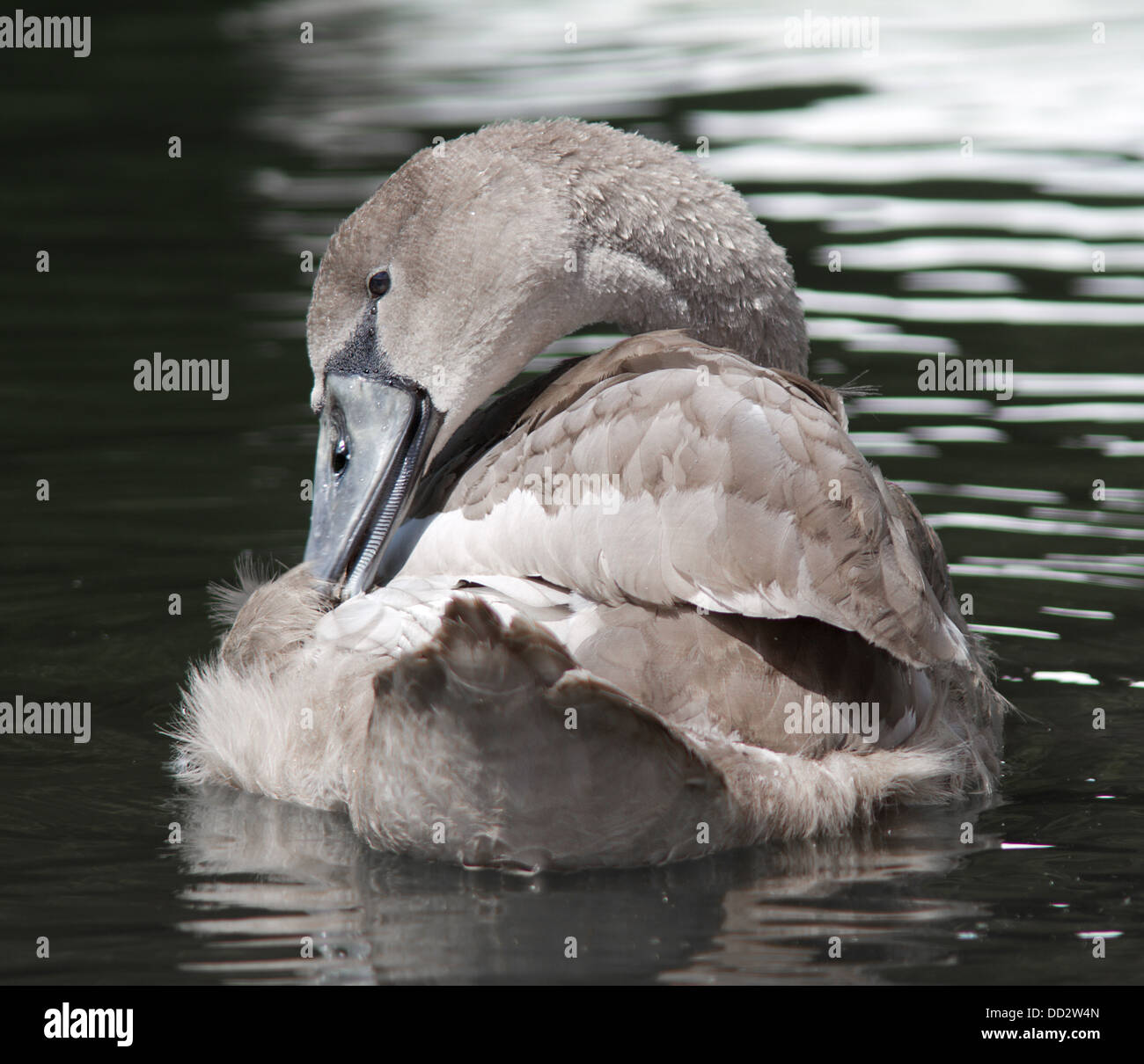Young Swan preening Stock Photo - Alamy