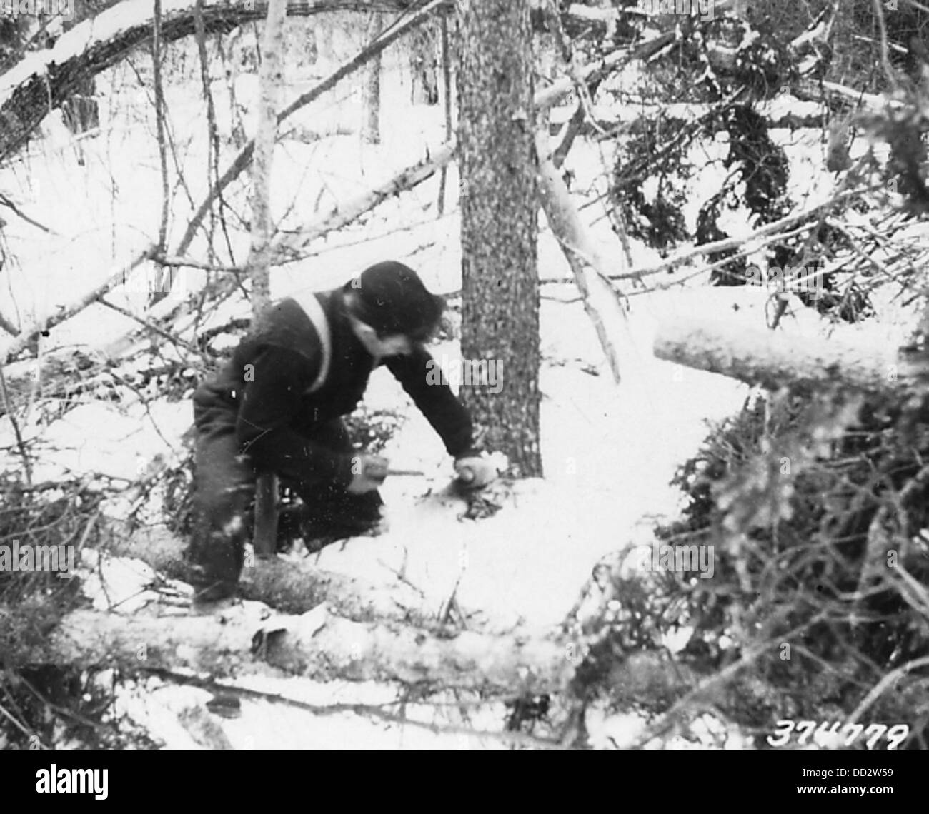 Lumberjack Cutting a Low Stump - - 2128244 Stock Photo - Alamy