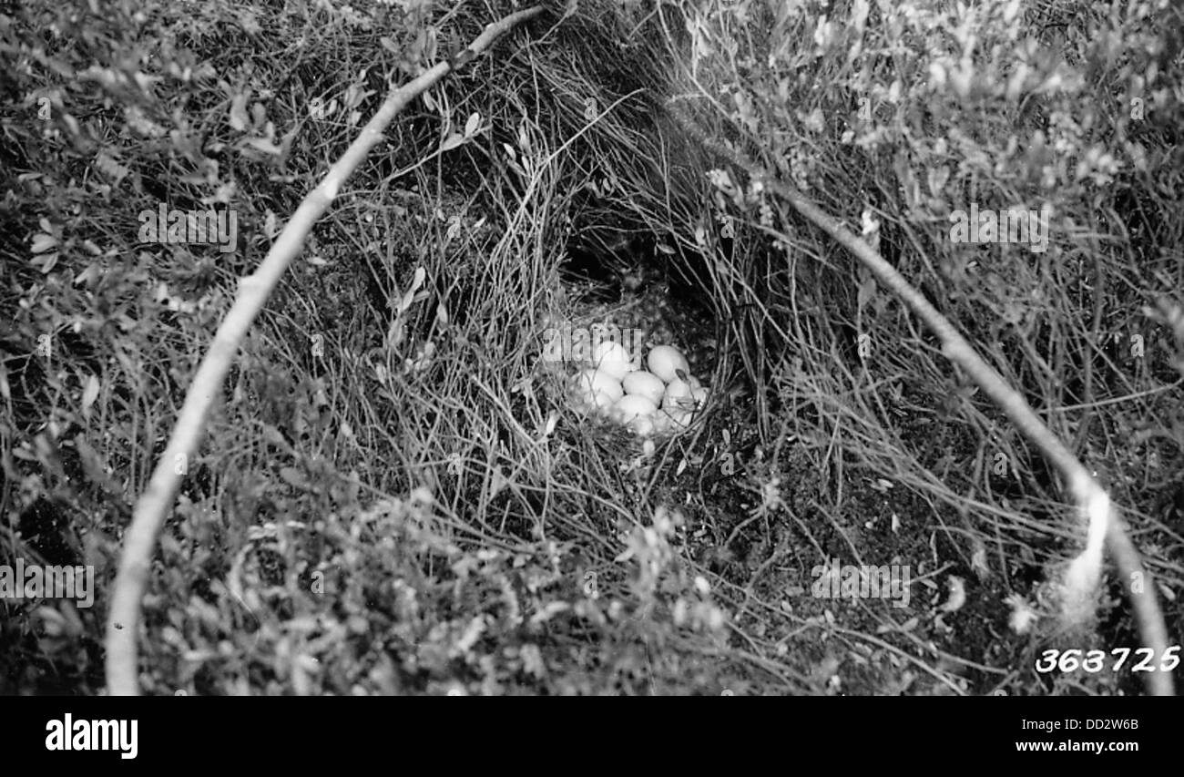 North american bog plants Black and White Stock Photos & Images - Alamy