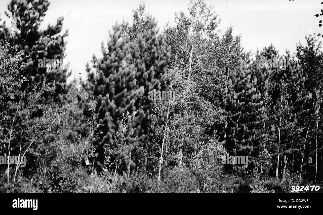 A mixed stand of conifers and hardwoods in this forested area ...