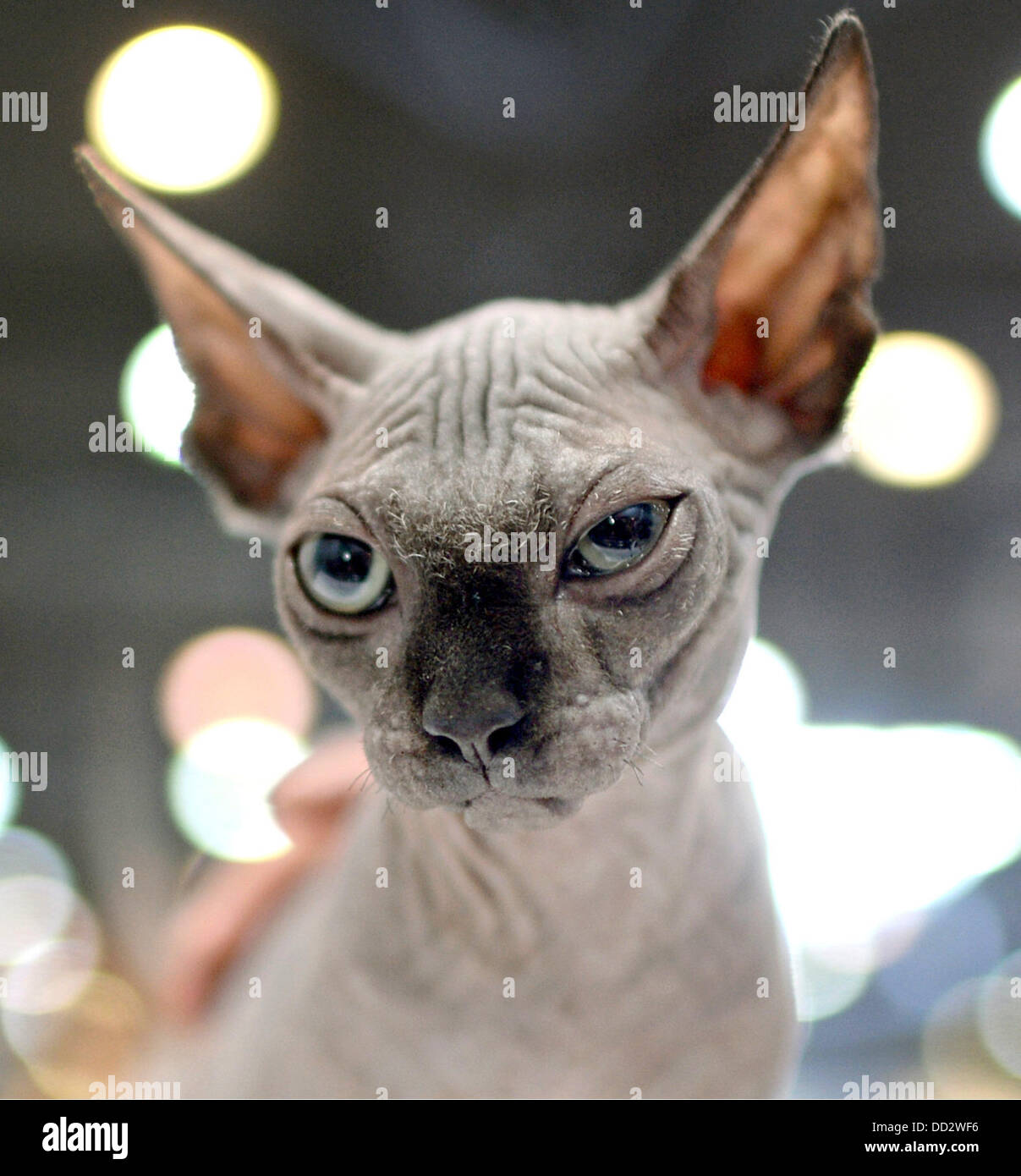 Sphinx dog hi-res stock photography and images - Alamy