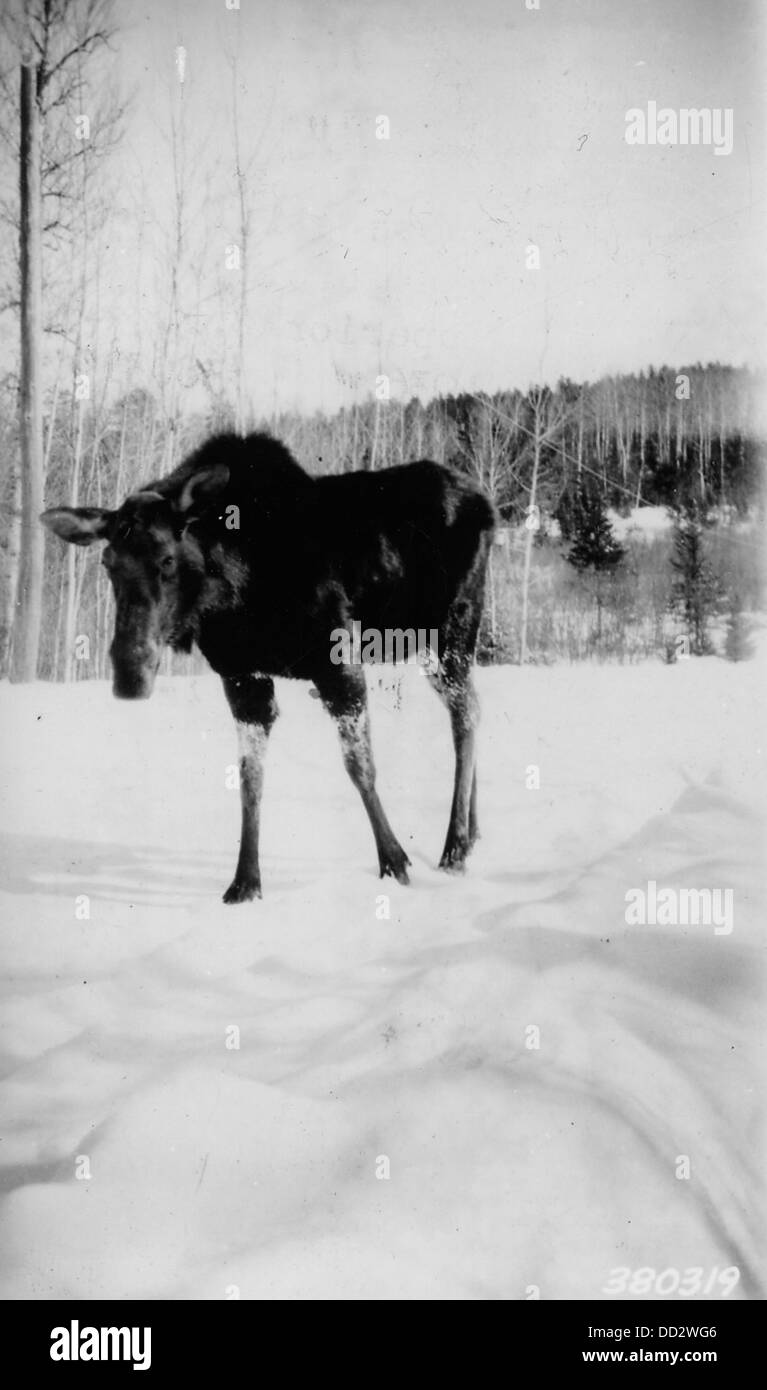 A moose, a large herbivorous mammal, is native to northern North ...