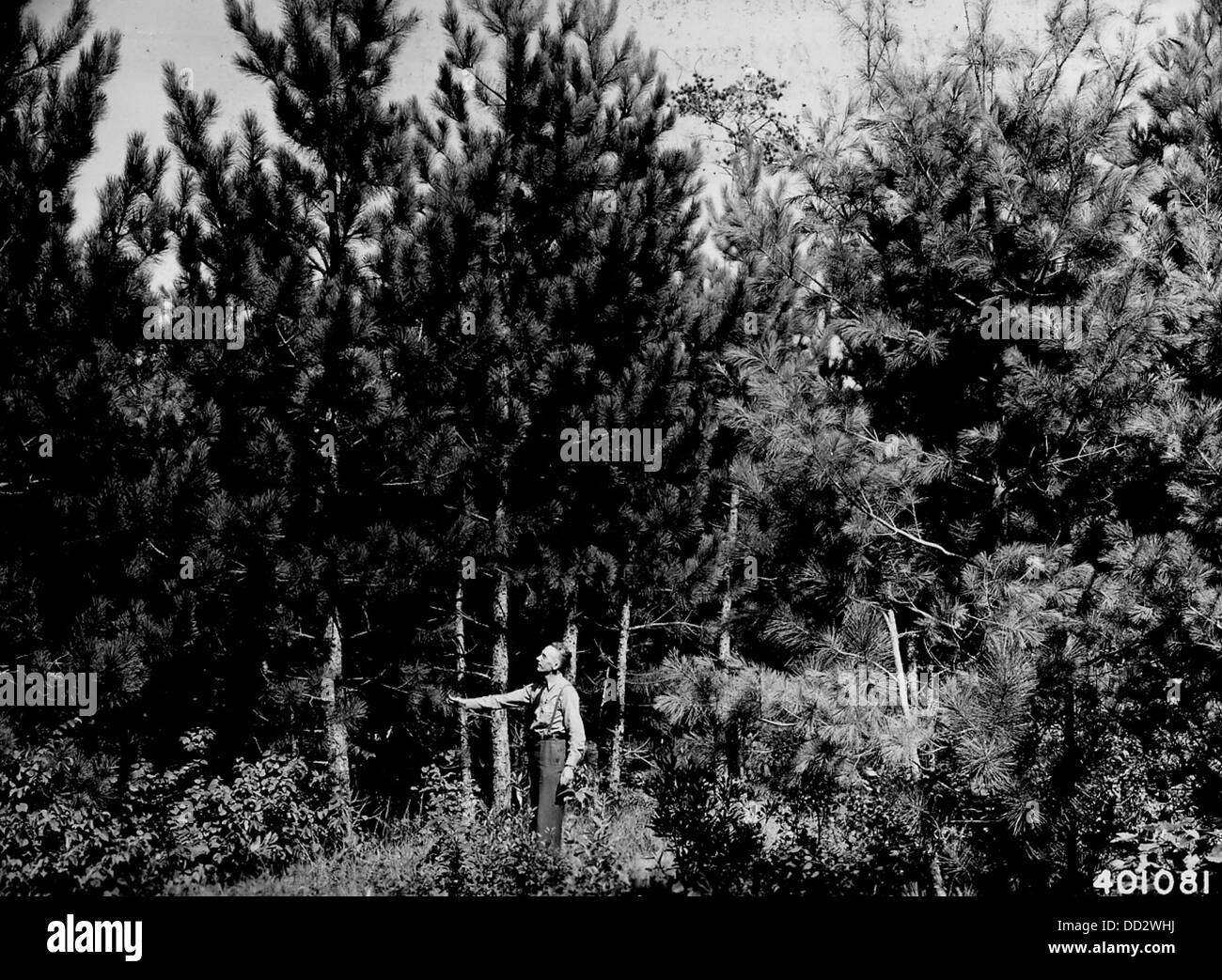 Rich diversity of nature Black and White Stock Photos & Images - Alamy