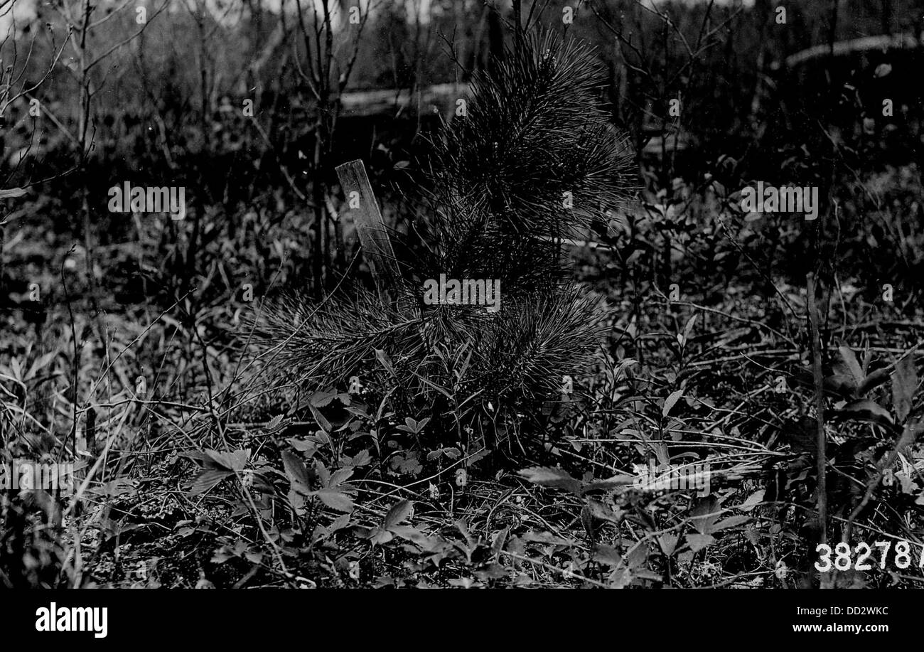 Native forest europe Black and White Stock Photos & Images - Alamy