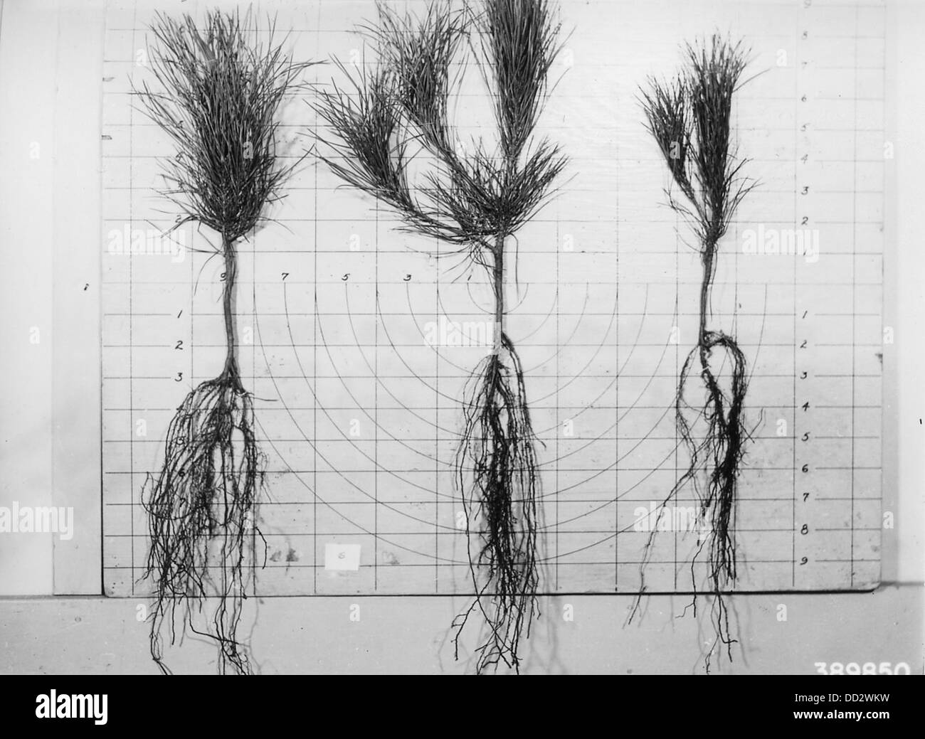 A collection of nursery stock, showcasing a variety of plants available ...