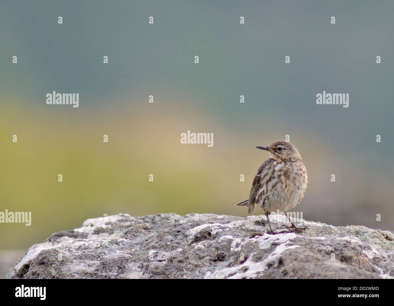 Anthus petrosus petrosus hi-res stock photography and images - Alamy