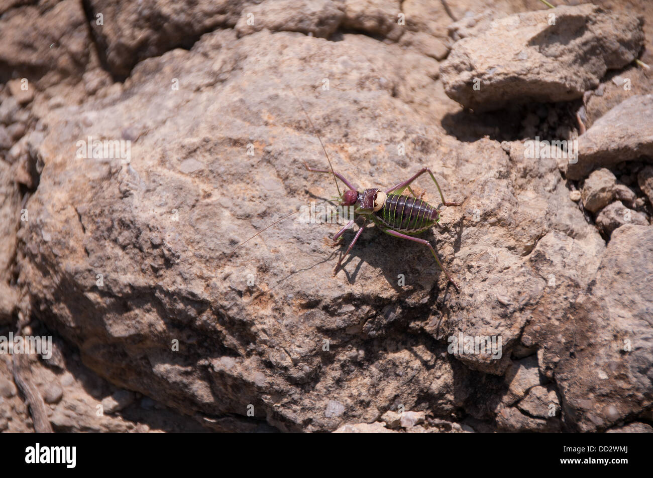 Stone bug hi-res stock photography and images - Alamy