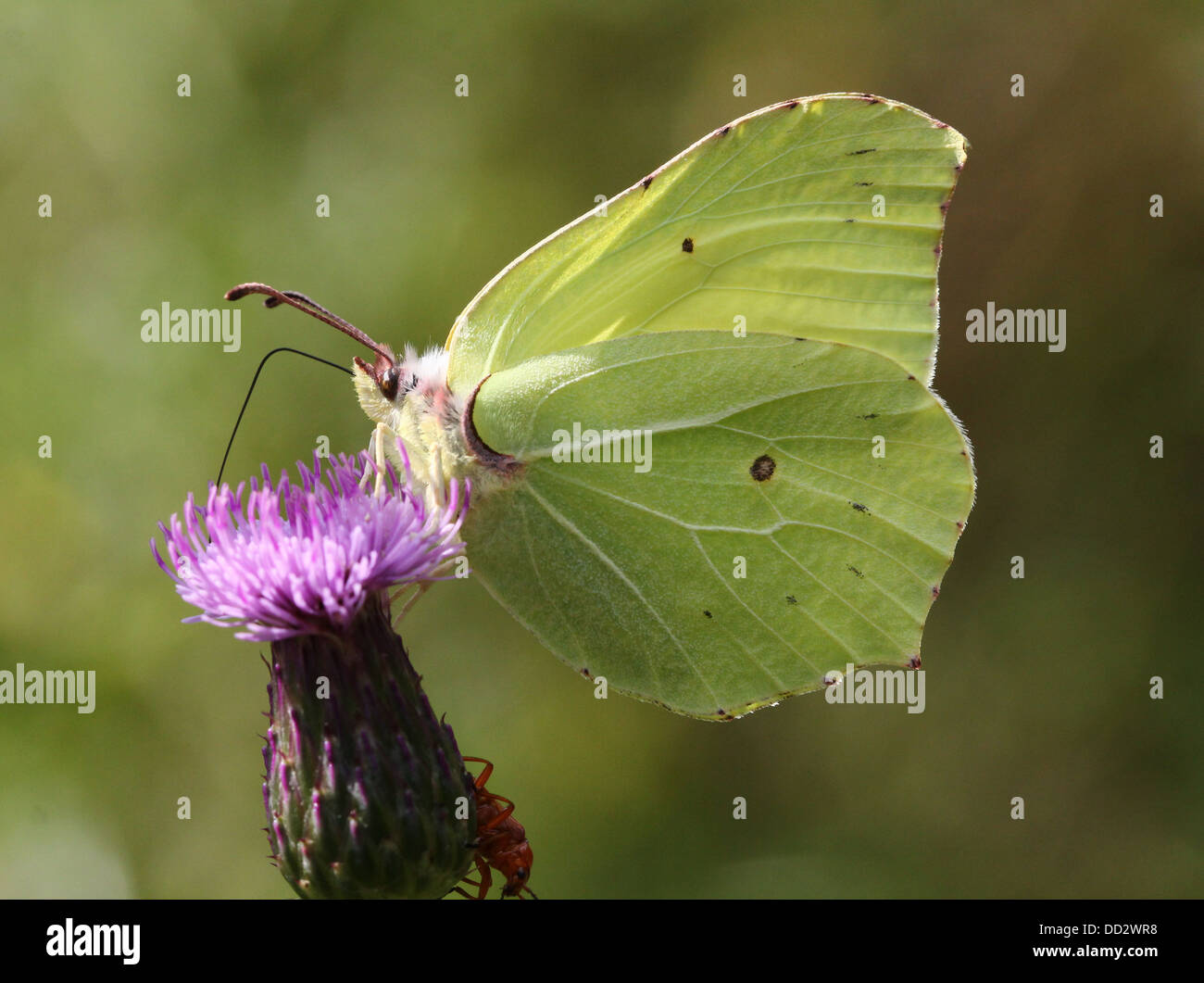 Detailed macro-shot of a Common Brimstone-butterfly (Gonepteryx rhamni ...