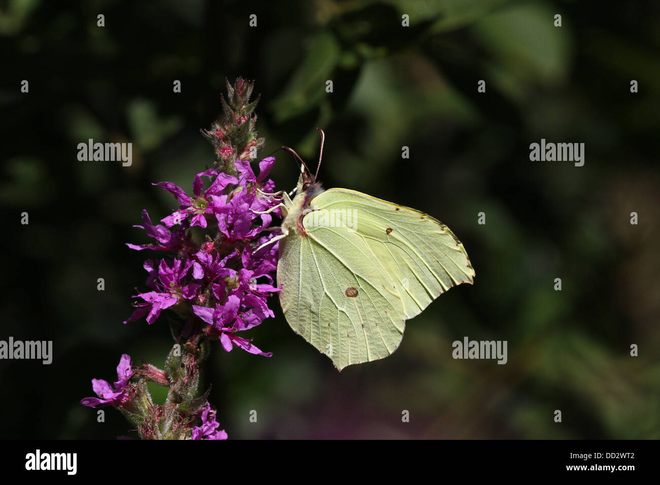 Detailed macro-shot of a Common Brimstone-butterfly (Gonepteryx rhamni ...